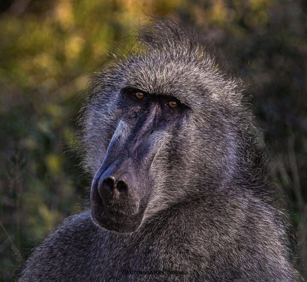 Get To Know The Chacma Baboon | Wildest