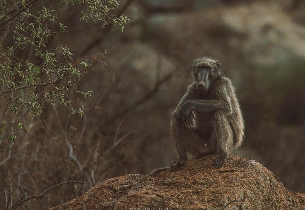Get To Know The Chacma Baboon | Wildest