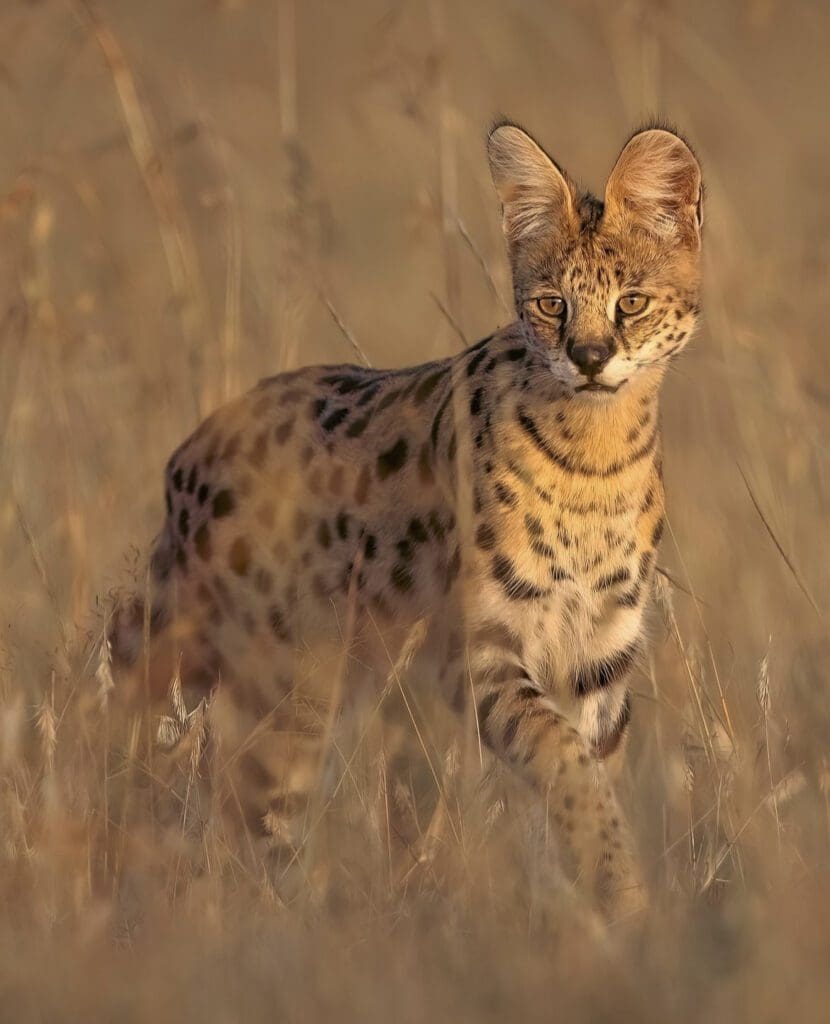Get to Know the Serval - Africa's Savannah Cat | Wildest