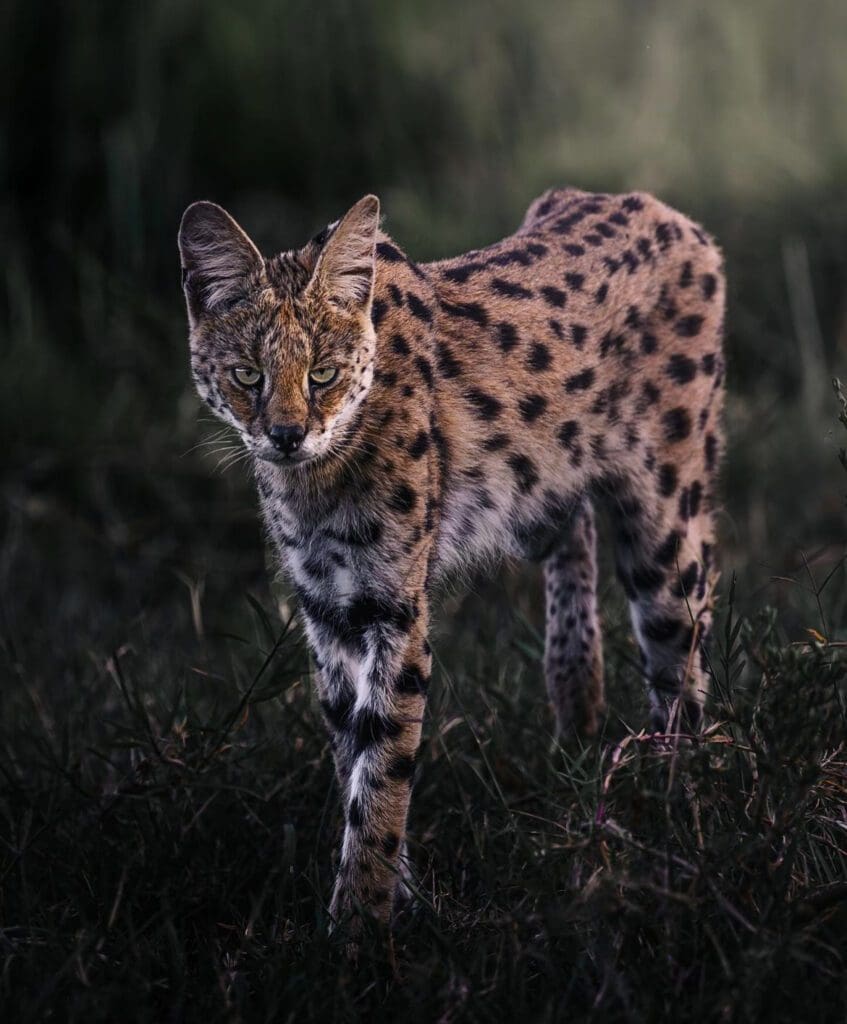 Get to Know the Serval - Africa's Savannah Cat | Wildest