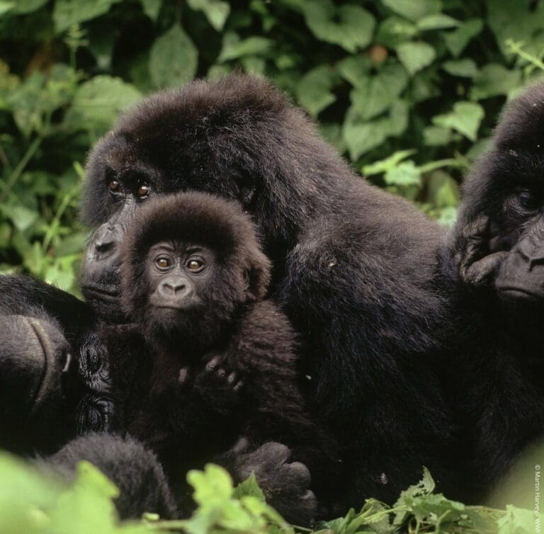 Get to Know the Mountain Gorilla: Gentle Giants of Africa | Wildest