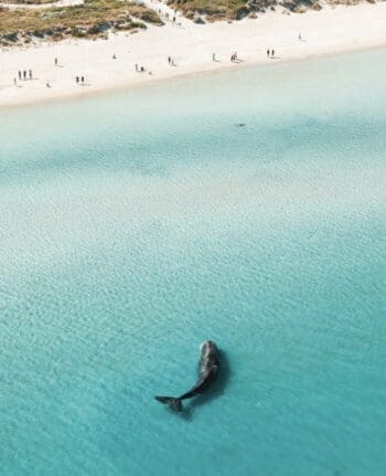 Get To Know The Sperm Whale | Wildest