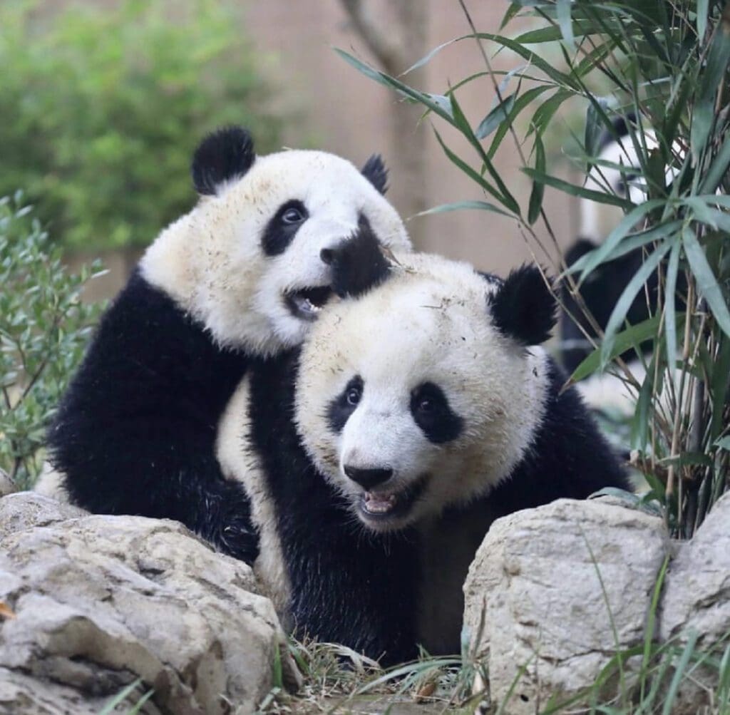 Get To Know The Panda | Wildest