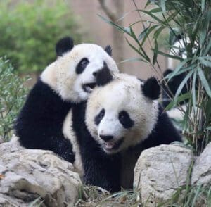 Get To Know The Panda | Wildest