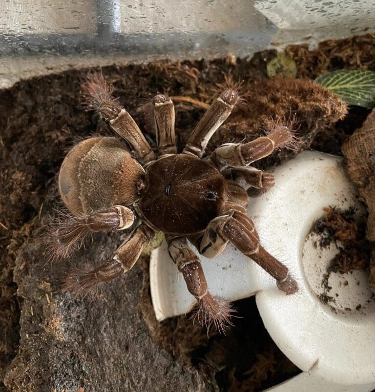Get To Know The Goliath Birdeater Spider | Wildest