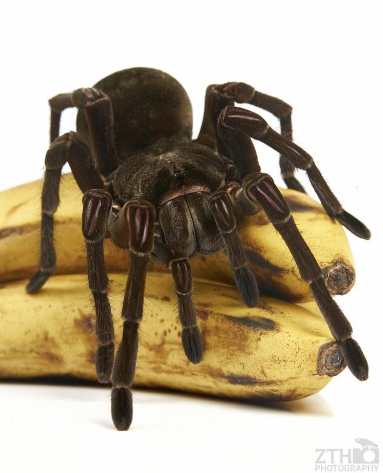 Get To Know The Goliath Birdeater Spider | Wildest