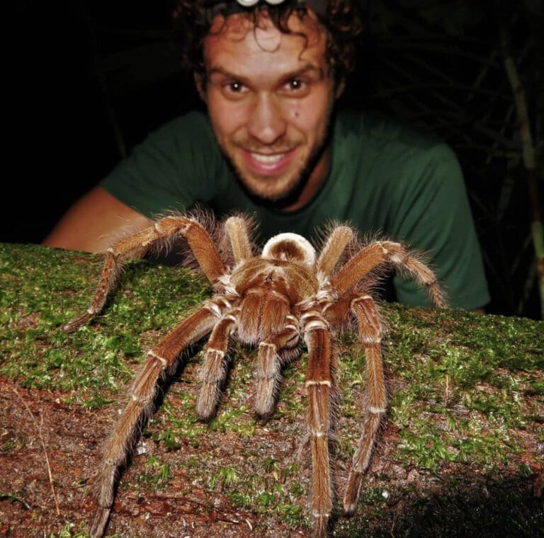 Get To Know The Goliath Birdeater Spider | Wildest