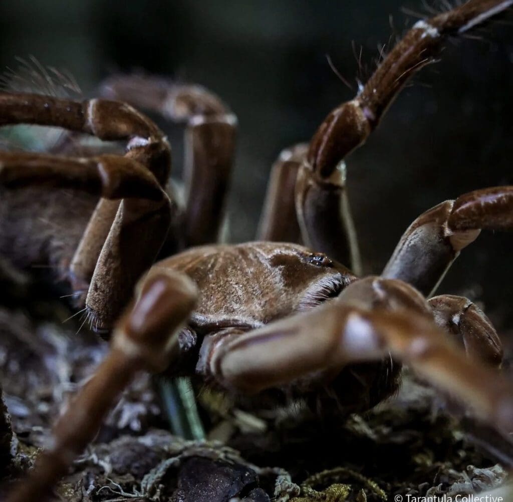 Get To Know The Goliath Birdeater Spider | Wildest