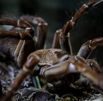 Get To Know The Goliath Birdeater Spider | Wildest