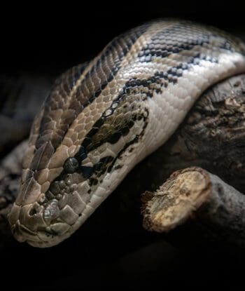Get To Know The Burmese Python | Wildest