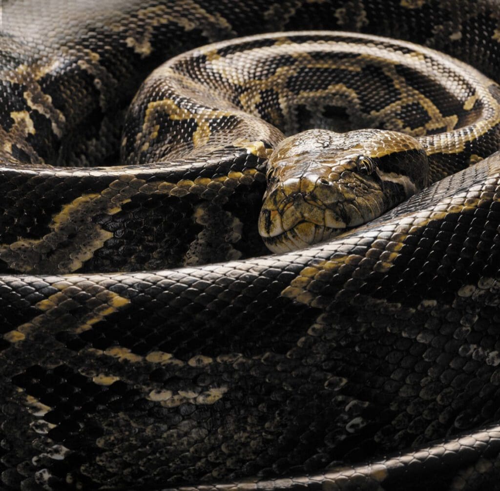 Get To Know The Burmese Python | Wildest