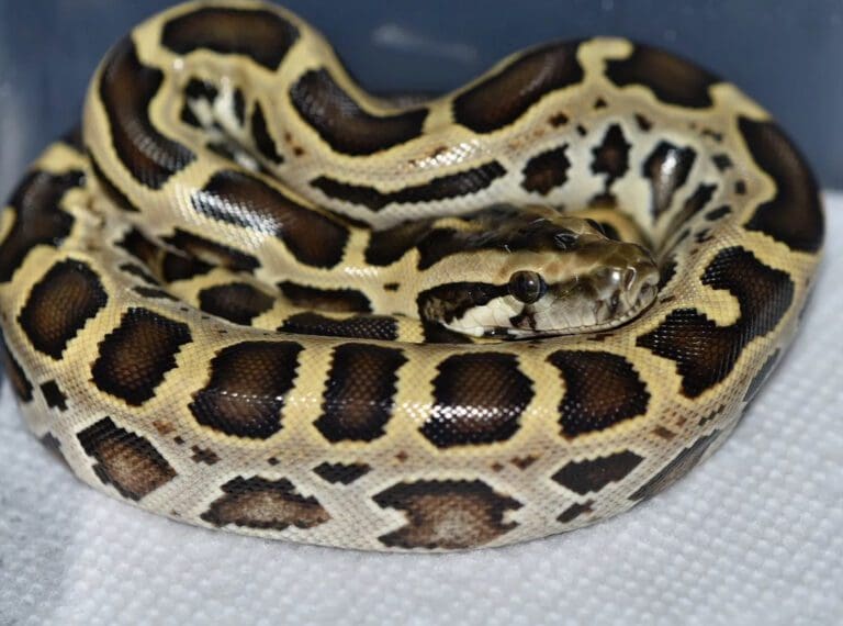 Get To Know The Burmese Python | Wildest