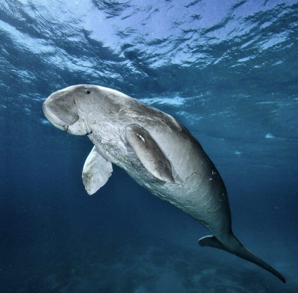 Get To Know The Dugong | Wildest