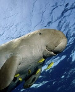 Get To Know The Dugong | Wildest