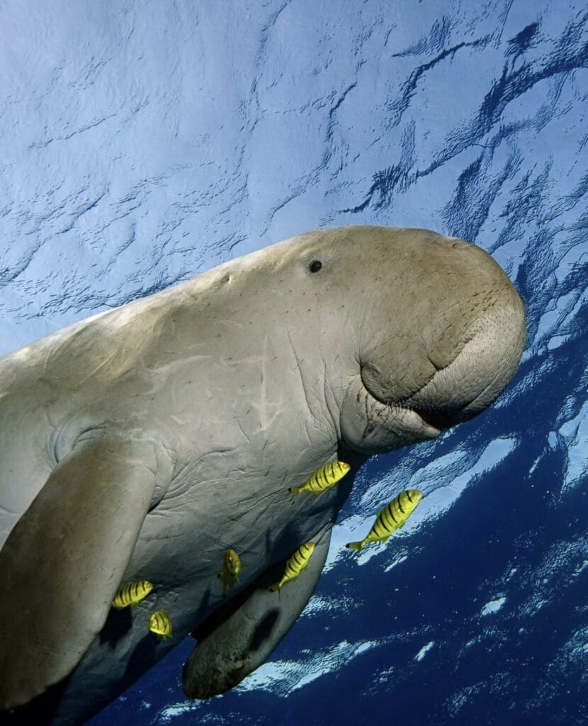 Get To Know The Dugong | Wildest