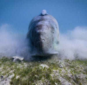 Get To Know The Dugong | Wildest