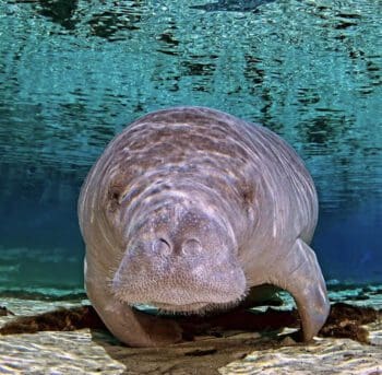 Get To Know The Manatee | Wildest