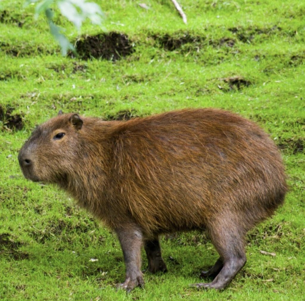 Get to Know the Capybara | Wildest