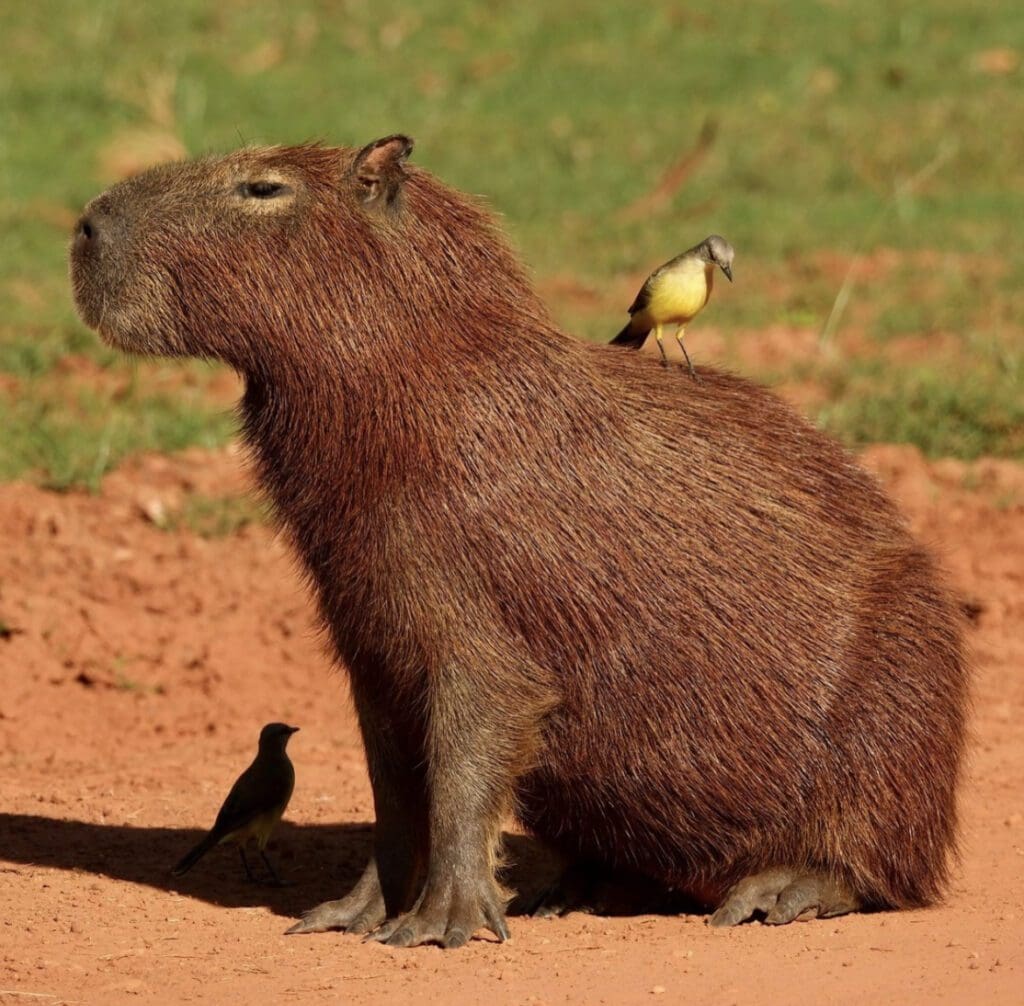 Get to Know the Capybara | Wildest