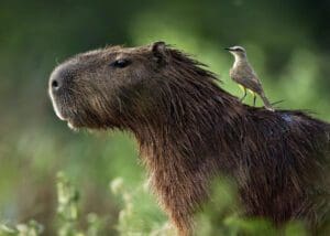 Get to Know the Capybara | Wildest