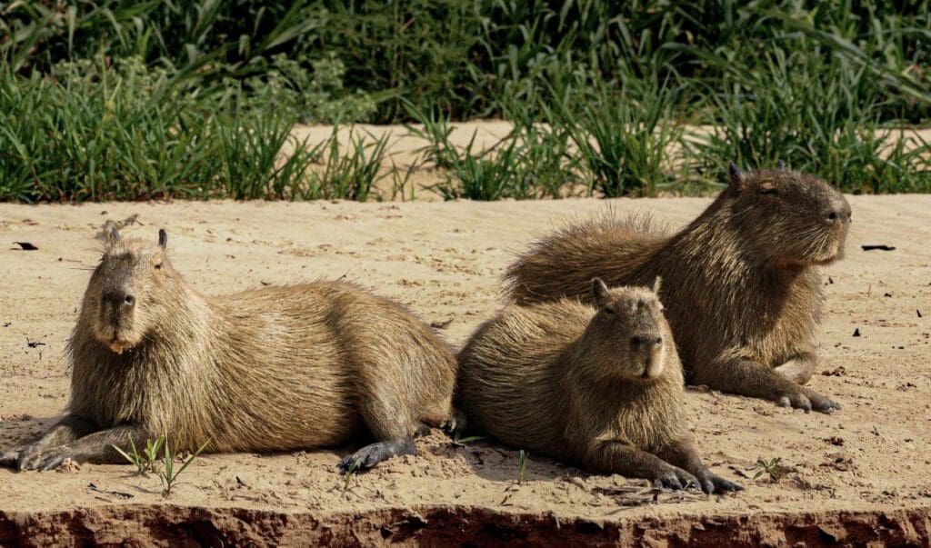 Get to Know the Capybara | Wildest