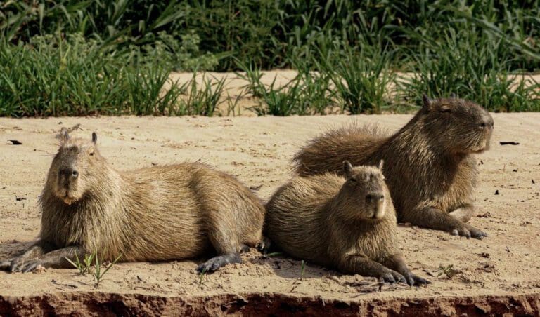 Get to Know the Capybara | Wildest