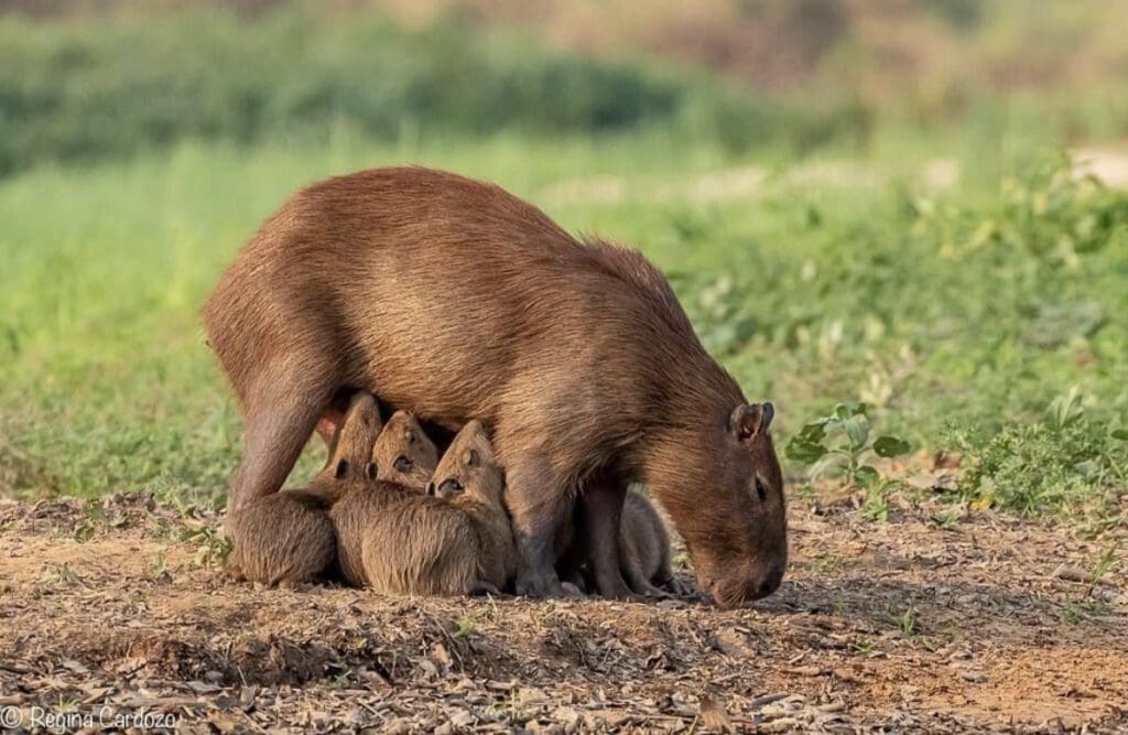 Get to Know the Capybara | Wildest