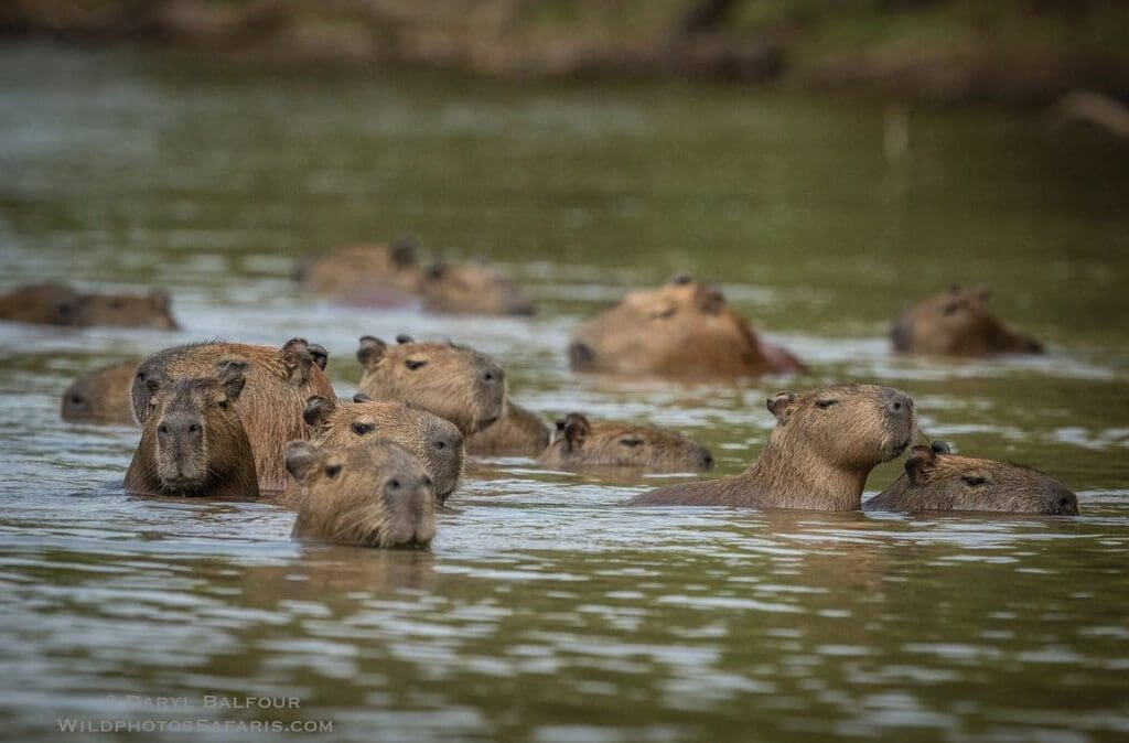 Get to Know the Capybara | Wildest