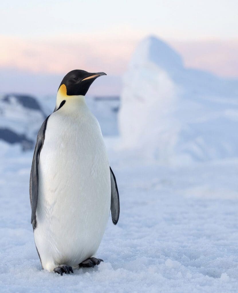 Get To Know The Emperor Penguin | Wildest