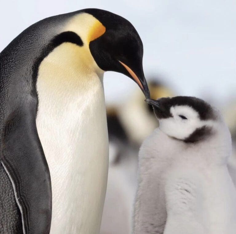 Get To Know The Emperor Penguin | Wildest