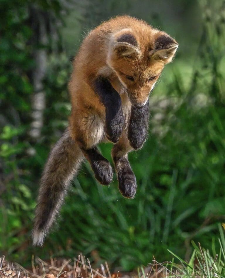 Get to Know the Red Fox | Wildest