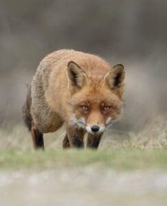 Get to Know the Red Fox | Wildest