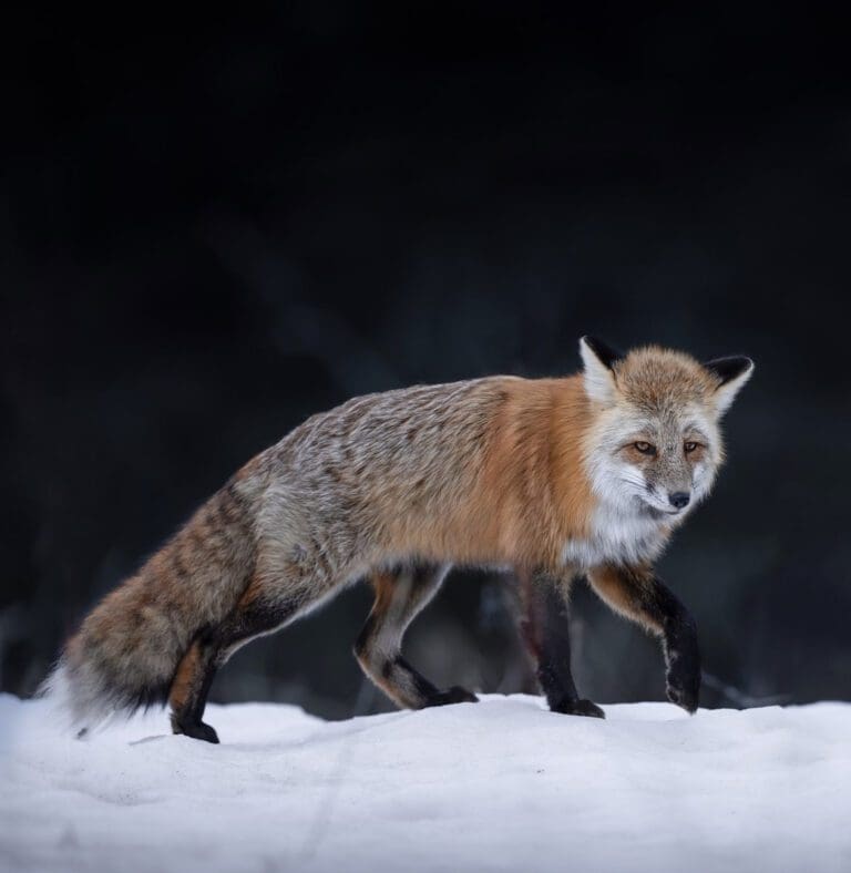 Get to Know the Red Fox | Wildest