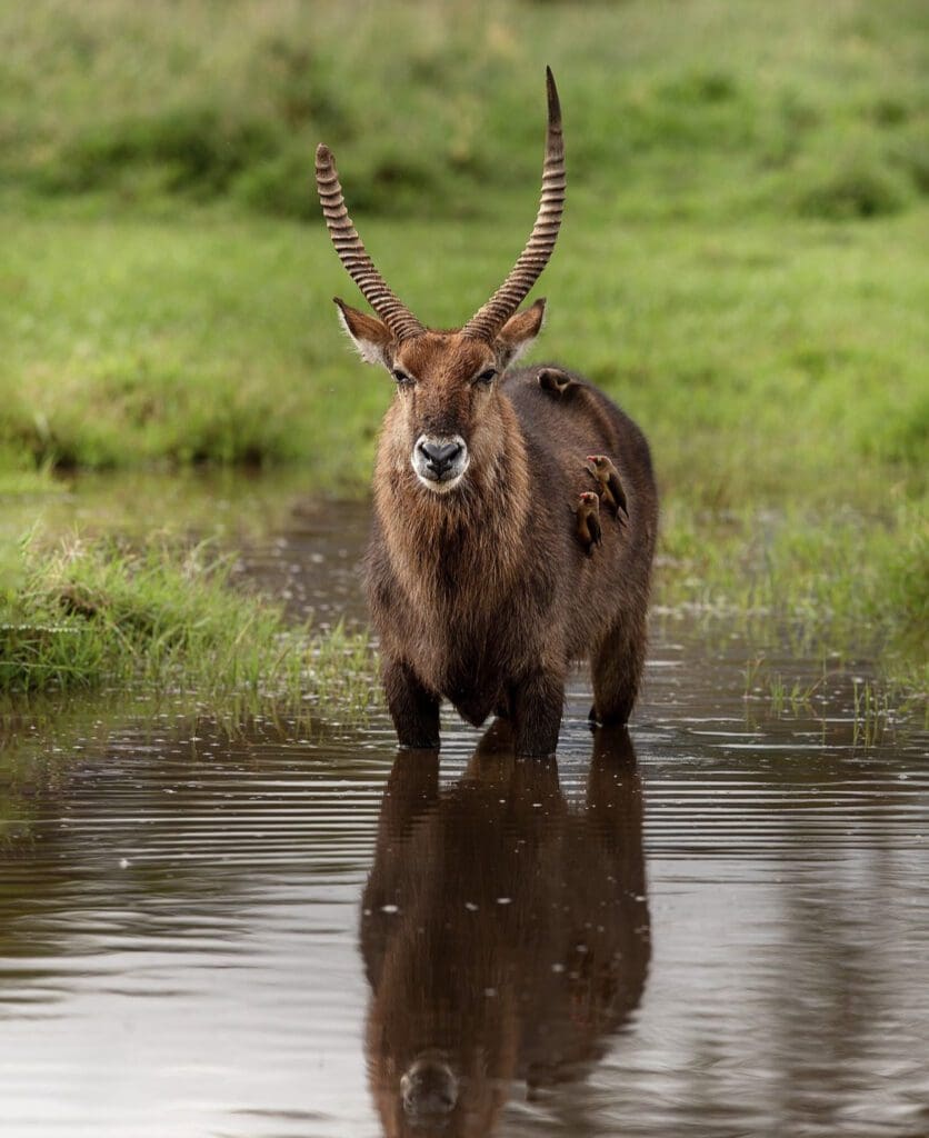 20 Majestic Antelope Species in Africa | Wildest