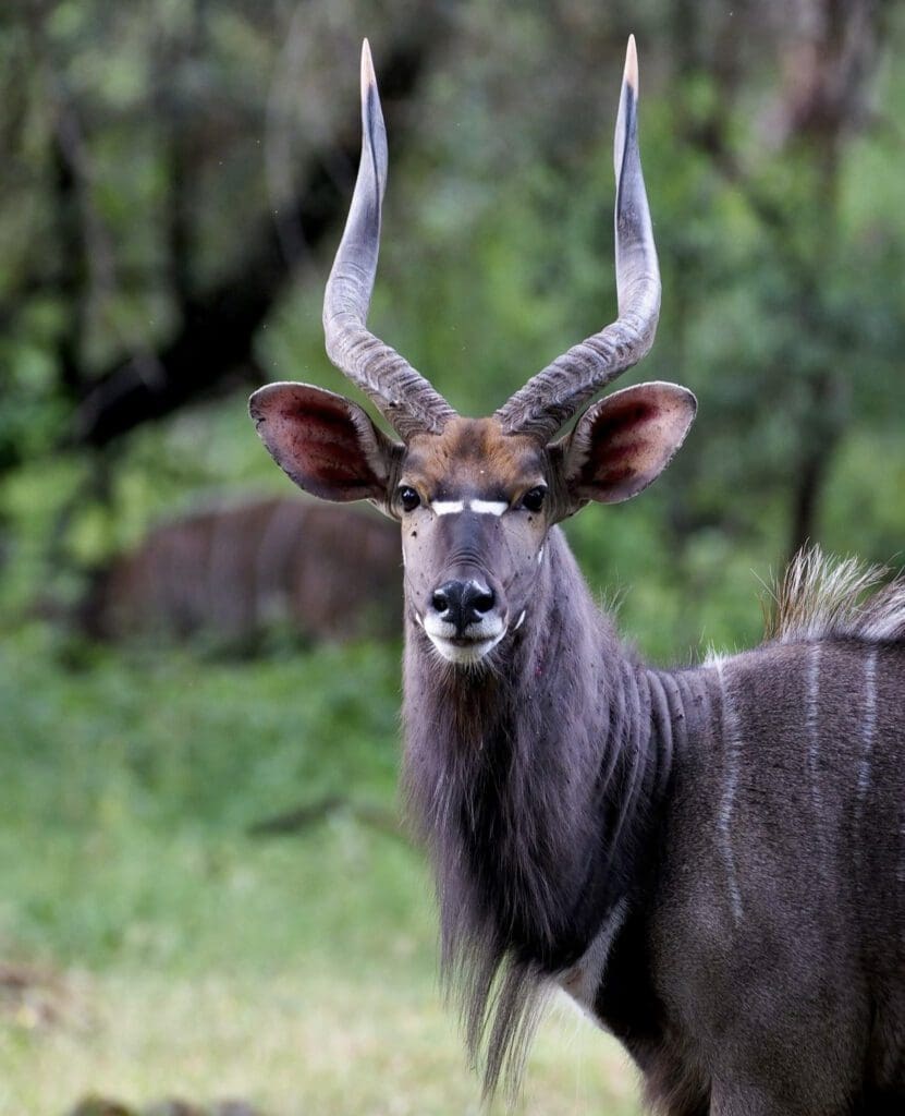 20 Majestic Antelope Species in Africa | Wildest
