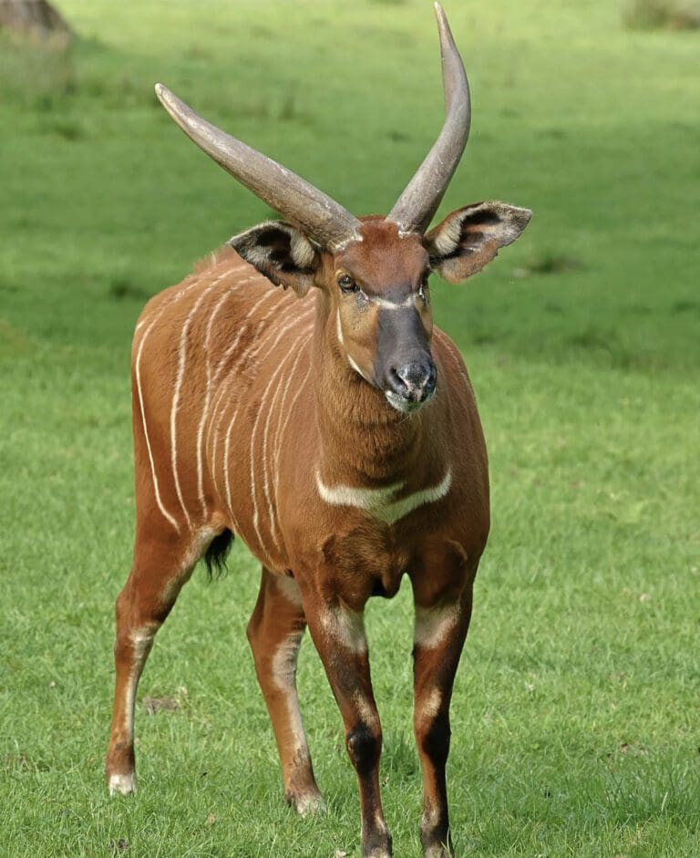 20 Majestic Antelope Species in Africa | Wildest