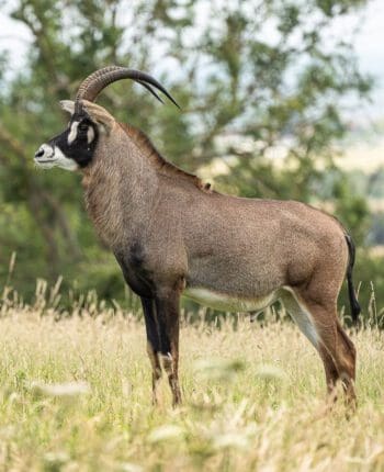 20 Majestic Antelope Species in Africa | Wildest