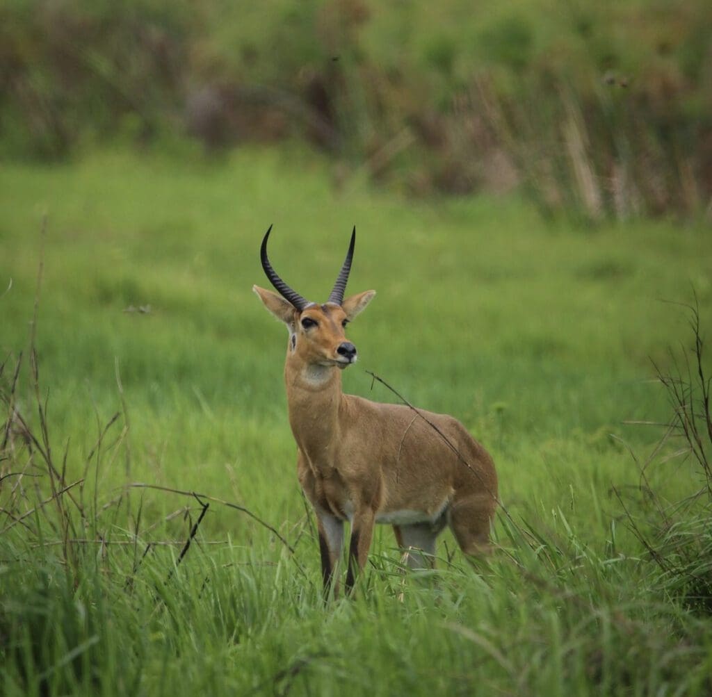 20 Majestic Antelope Species in Africa | Wildest