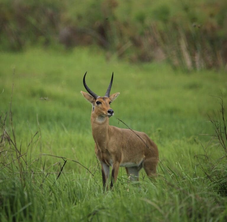 20 Majestic Antelope Species in Africa | Wildest