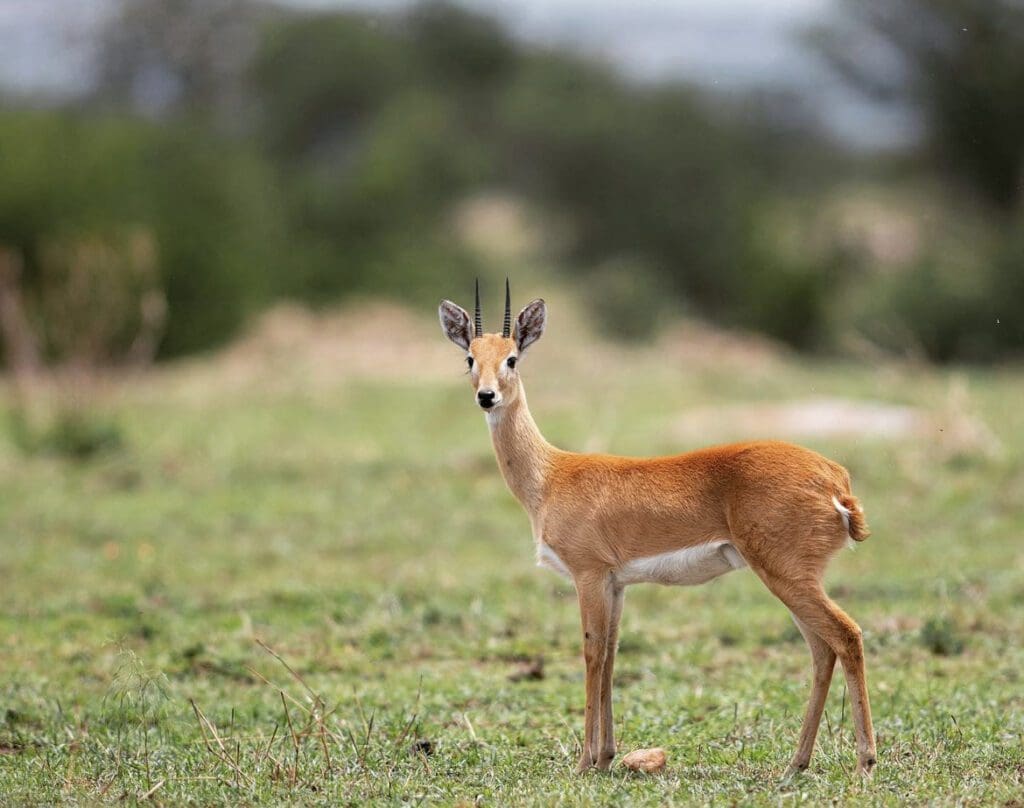 20 Majestic Antelope Species in Africa | Wildest