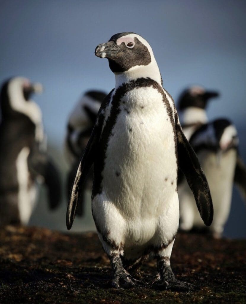 Get To Know The African Penguin | Wildest