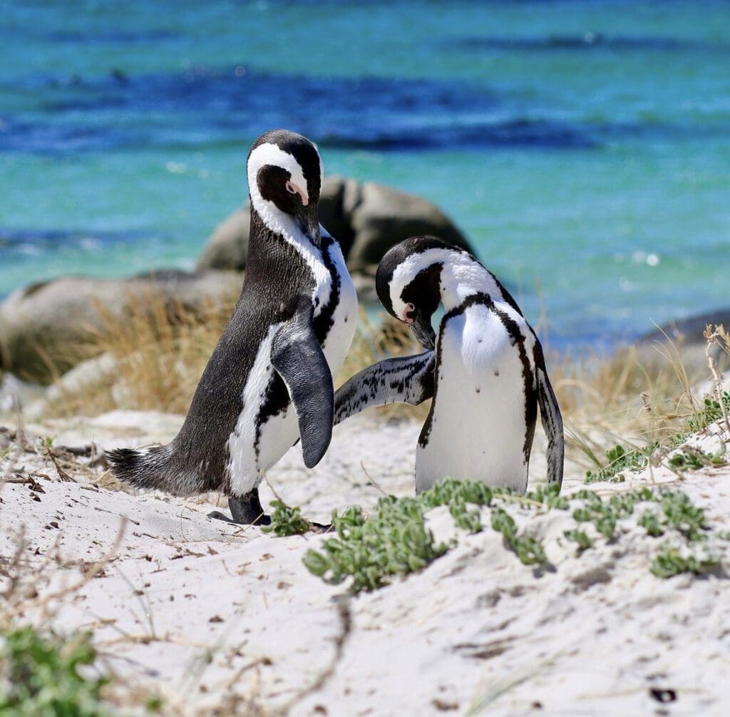 Get To Know The African Penguin | Wildest