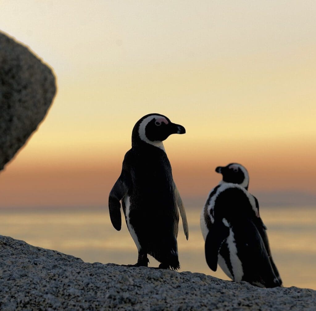 Get To Know The African Penguin | Wildest