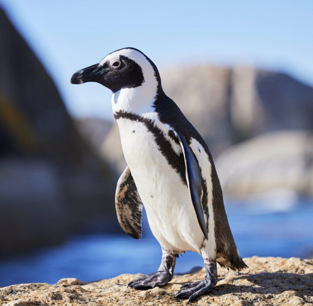 Get To Know The African Penguin | Wildest
