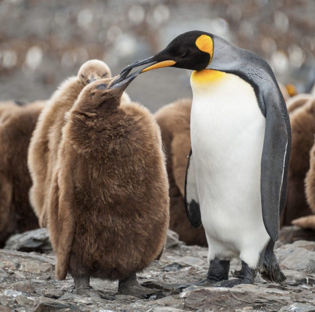 Get To Know The Emperor Penguin | Wildest