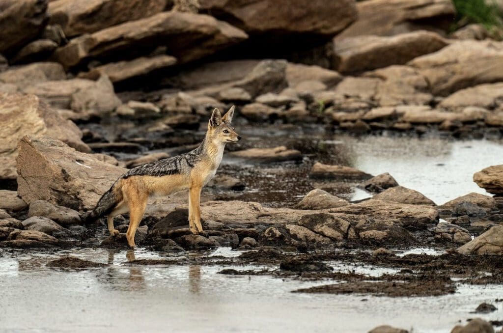 Get to Know the Red Fox | Wildest