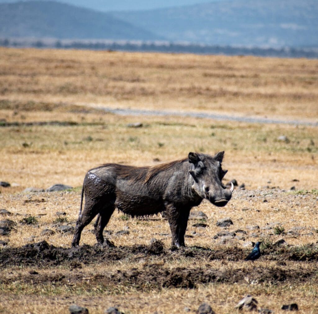 Get To Know The Warthog | Wildest