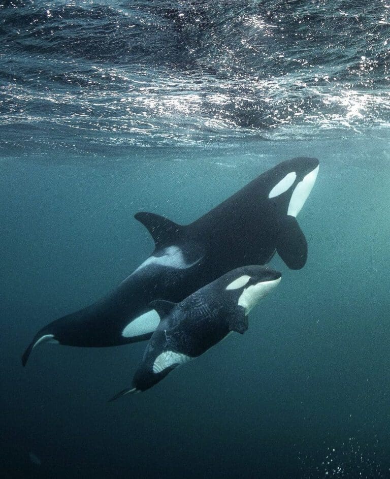 Get To Know The Orca - Killer Whale | Wildest