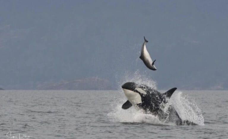 Get To Know The Orca - Killer Whale | Wildest