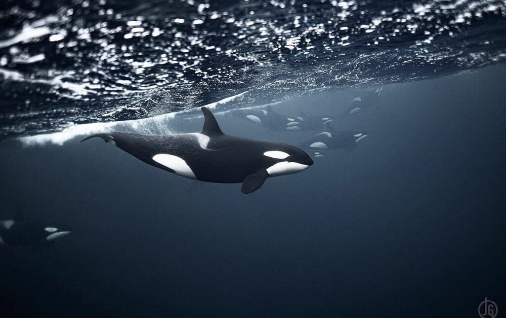 Get To Know The Orca - Killer Whale | Wildest